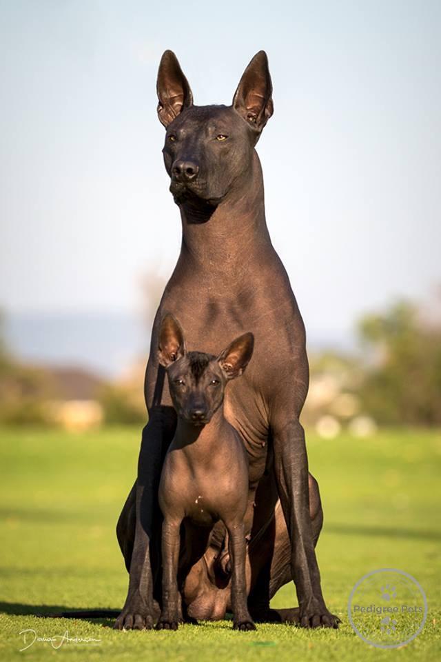 Wazzat XOLOitzcuintle | Pedigree Pets Wazzat XOLOitzcuintle | Pedigree Pets