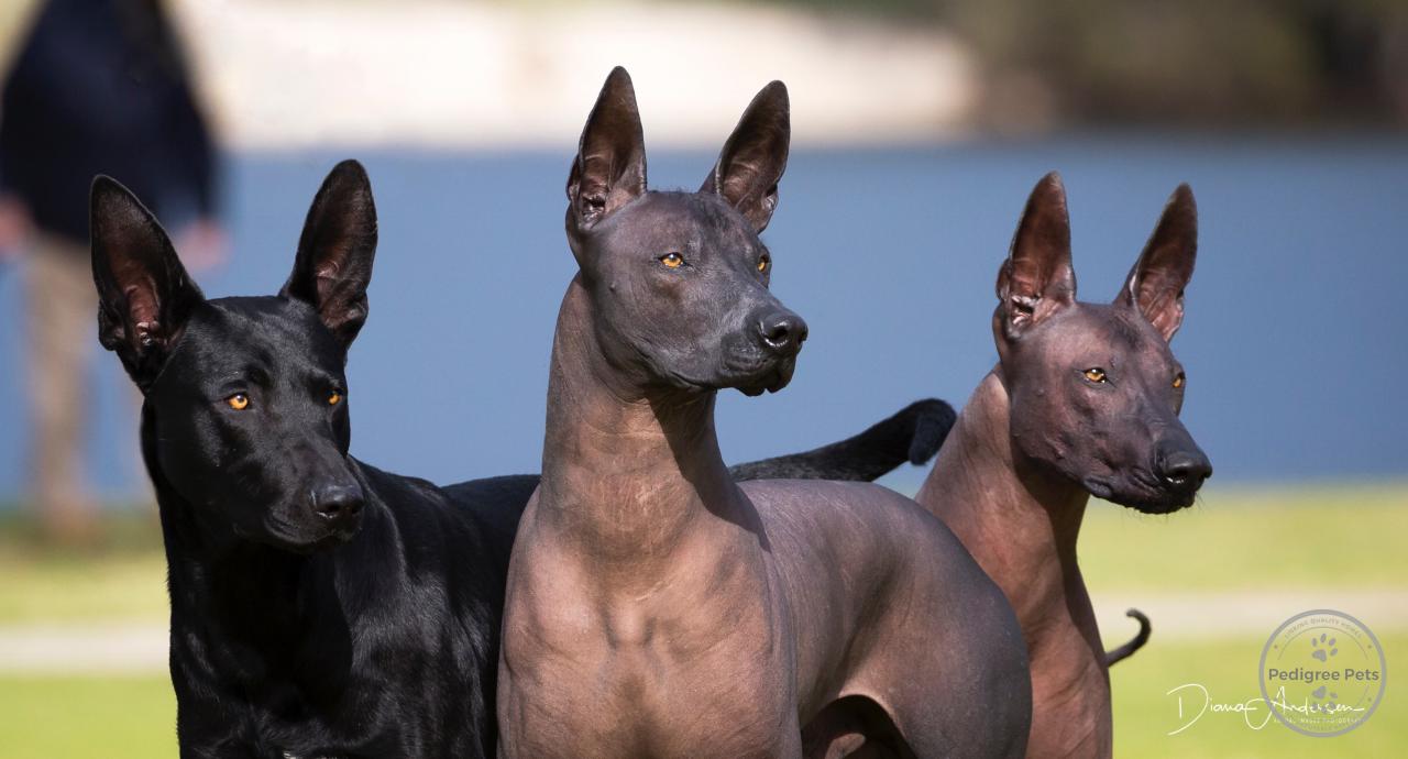 Wazzat XOLOitzcuintle | Pedigree Pets Wazzat XOLOitzcuintle | Pedigree Pets