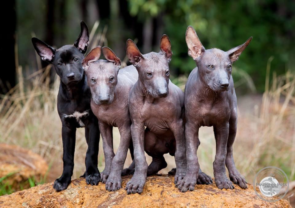 Wazzat XOLOitzcuintle | Pedigree Pets Wazzat XOLOitzcuintle | Pedigree Pets