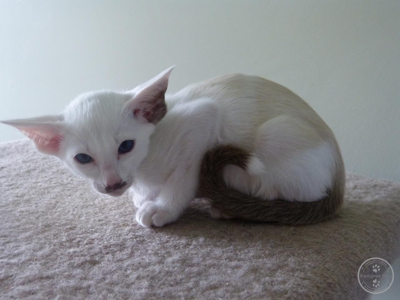 pet/Chocolate Point Siamese Bi-colour pet/Chocolate Point Siamese Bi-colour