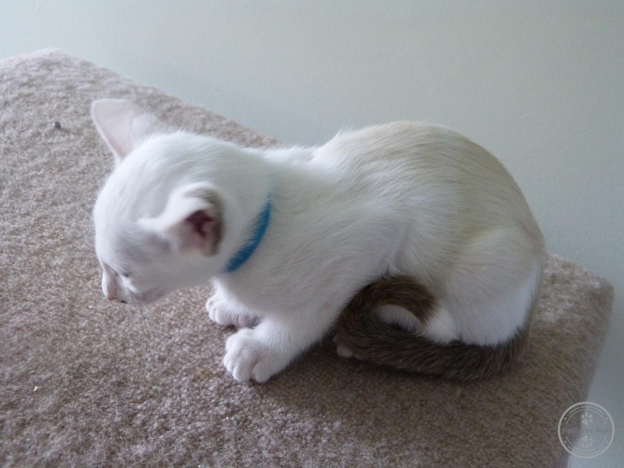 pet/Chocolate Point Siamese Bi-colour pet/Chocolate Point Siamese Bi-colour