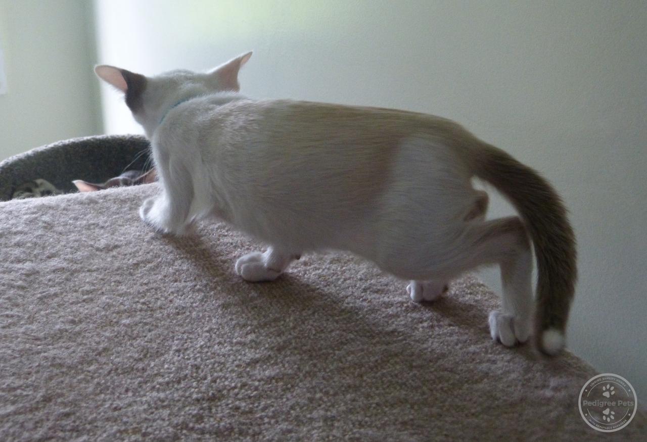 pet/Chocolate Point Siamese Bi-colour pet/Chocolate Point Siamese Bi-colour