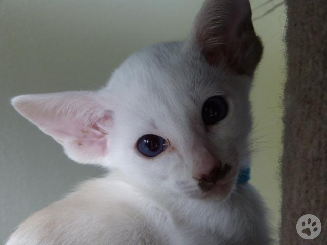 pet/Chocolate Point Siamese Bi-colour pet/Chocolate Point Siamese Bi-colour
